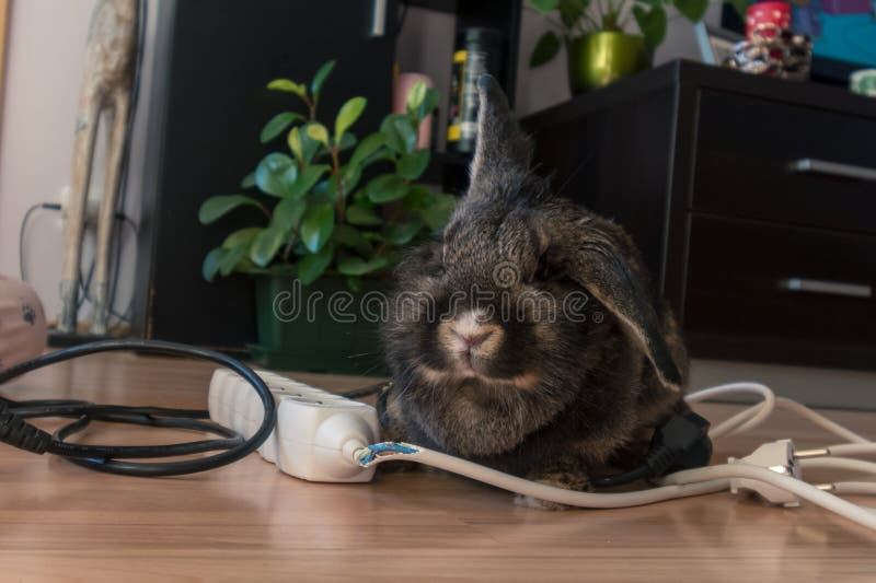 Rabbit and broken cable stock image. Image of ground - 294650369