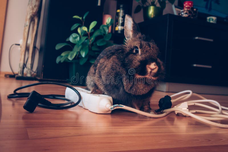 Rabbit and broken cable stock image. Image of break - 294650419