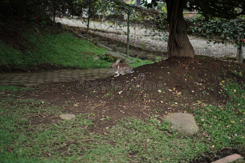 Rabbit Brooding Under a Tree, Concept Photo Stock Photo - Image of ...