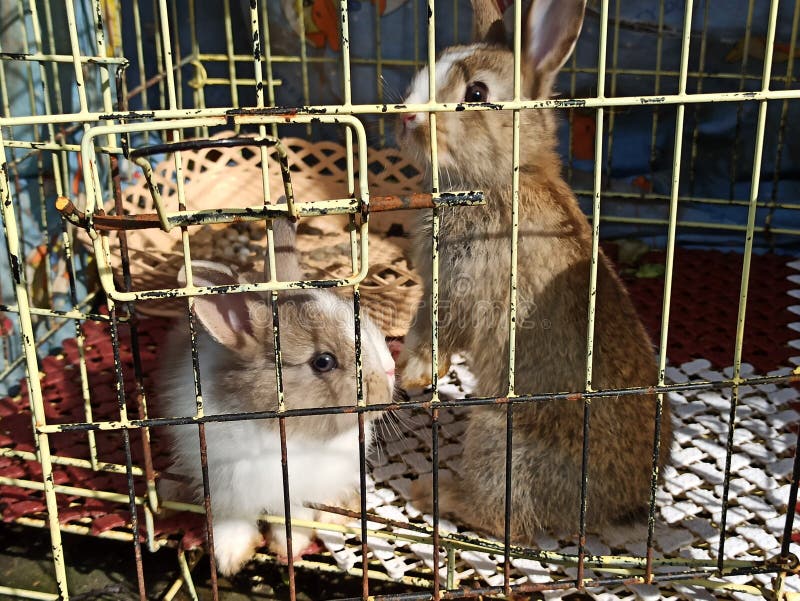 Rabbit Brothers Playing Together Stock Image - Image of recreation ...