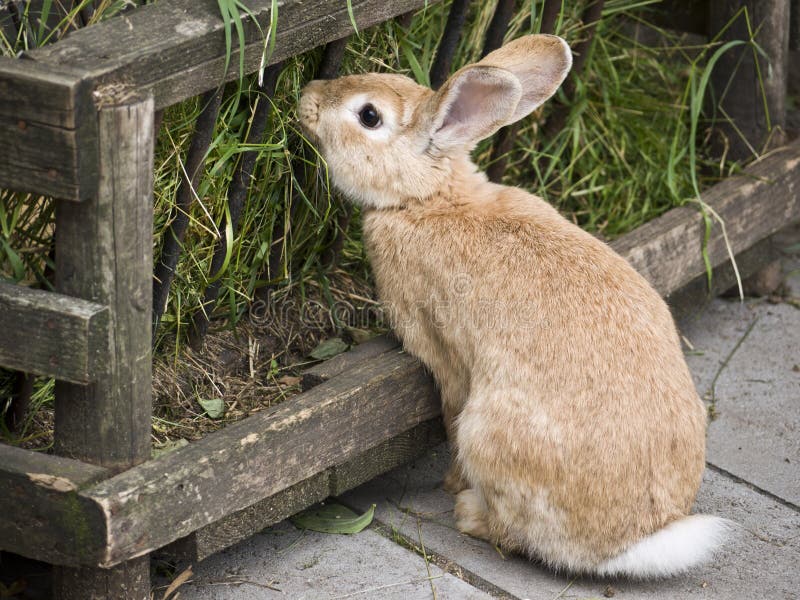 Rabbit-brown stock image. Image of animal, farm, rabbit - 20365315