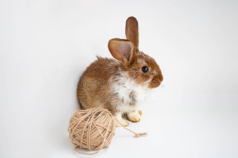 The Rabbit is Brown in Color. Cute Fluffy Easter Bunny on a White ...