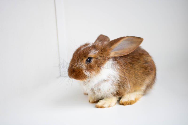 The Rabbit is Brown in Color. Cute Fluffy Easter Bunny on a White ...