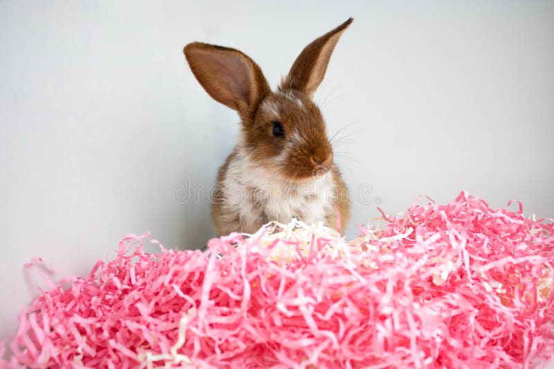 The Rabbit is Brown in Color. Cute Fluffy Easter Bunny on a White ...
