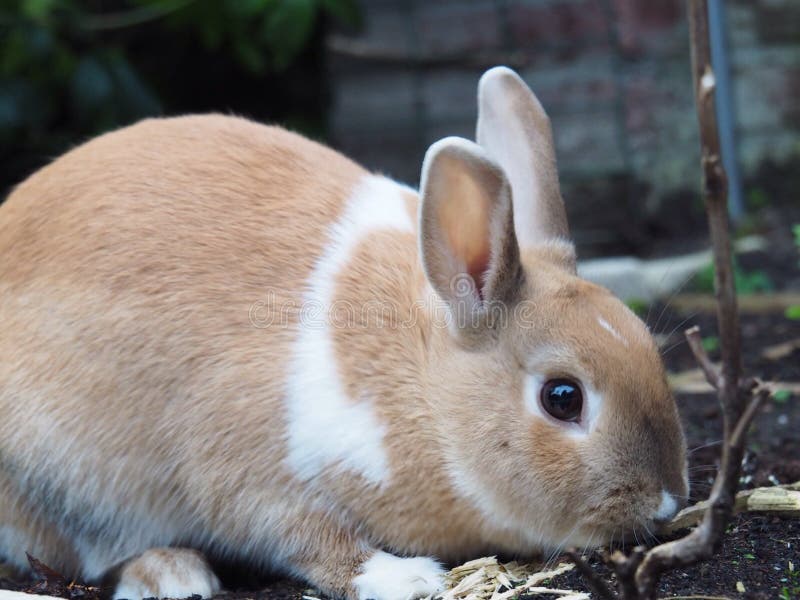 Rabbit stock image. Image of cute, animal, brown, rabbit - 66190979