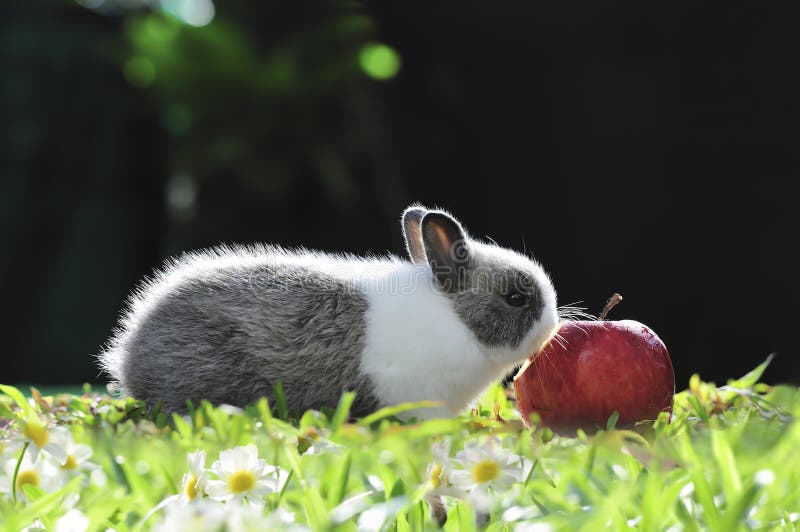 Rabbit stock photo. Image of easter, mammal, bunny, apple - 32743586