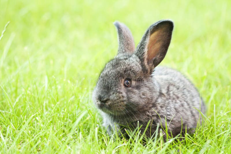 Rabbit bunny stock photo. Image of hairy, animal, lawn - 38822010
