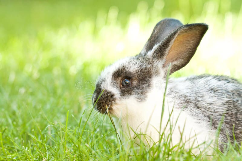 Rabbit bunny stock photo. Image of mammal, small, clean - 38822018