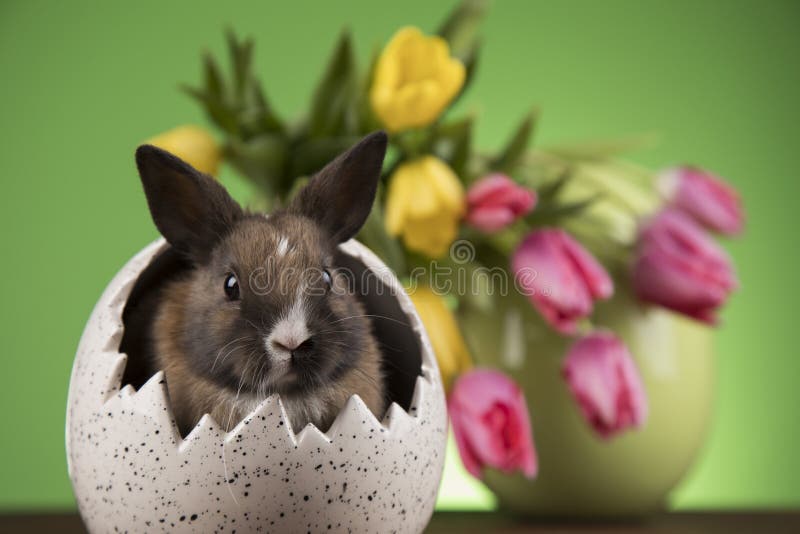 Rabbit, Bunny and Easter Egg Stock Photo - Image of green, grass: 143191280