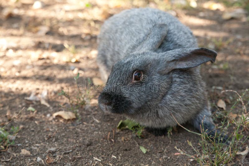 Rabbit bunny in the garden stock image. Image of garden - 47151851