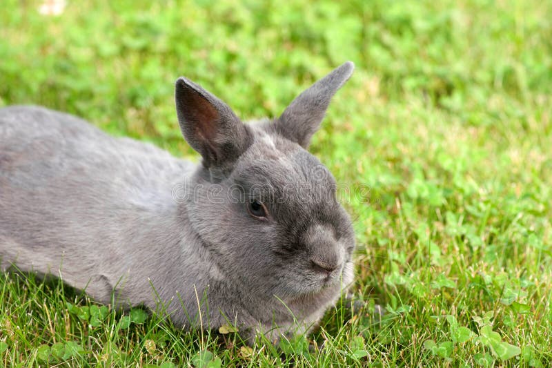 Rabbit bunny stock image. Image of outdoors, animal, green - 34132709