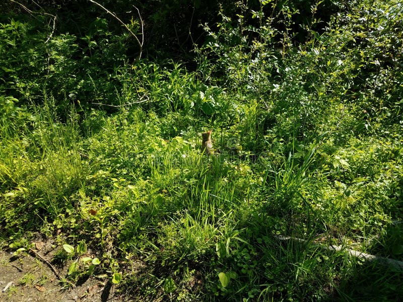 Rabbit or Bunny in Green Grass and Plants Stock Photo - Image of ...