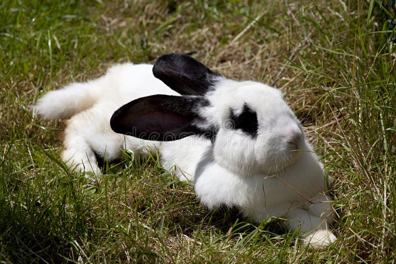 Rabbit bunny lay in grass stock photo. Image of white - 58387158