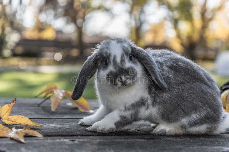 Rabbit, bunny outdoor stock image. Image of eating, hare - 88509241
