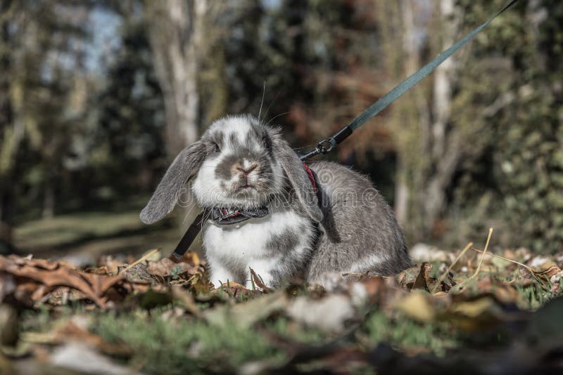 Rabbit, bunny outdoor stock image. Image of leaves, fluffy - 88509303