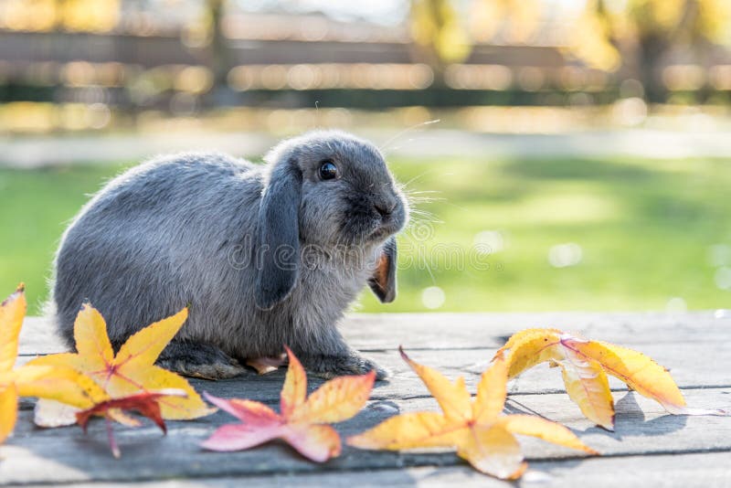 Rabbit, bunny outdoor stock photo. Image of rabbit, spring - 88509404