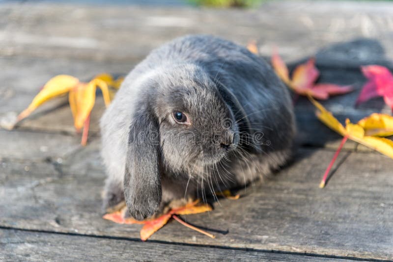 Rabbit, bunny outdoor stock image. Image of rabbit, fluffy - 88509479