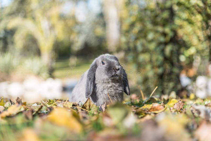 Rabbit, bunny outdoor stock image. Image of leaves, farm - 88509519