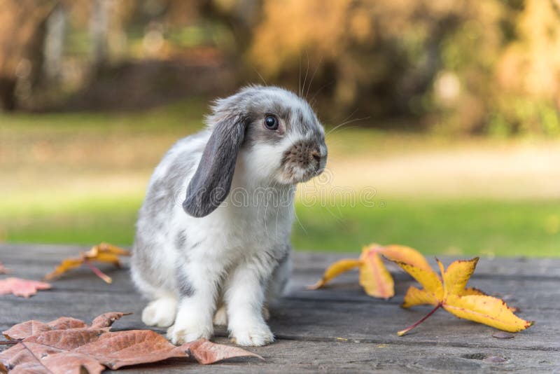 Rabbit, bunny outdoor stock image. Image of grass, farm - 88509685