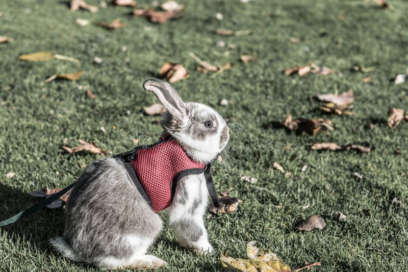 Rabbit, bunny outdoor stock photo. Image of rodent, animal - 88509686