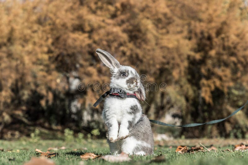 Rabbit, bunny outdoor stock image. Image of leaves, bunny - 88509755