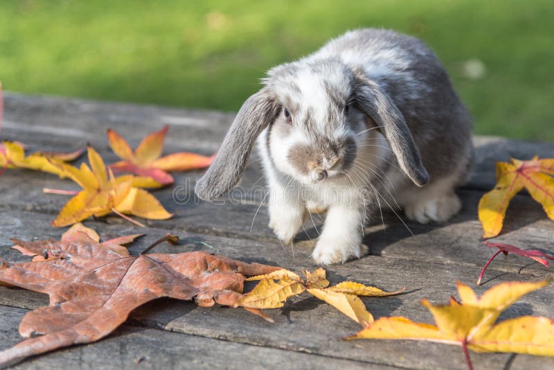 Rabbit, bunny outdoor stock image. Image of young, rodent - 88510415