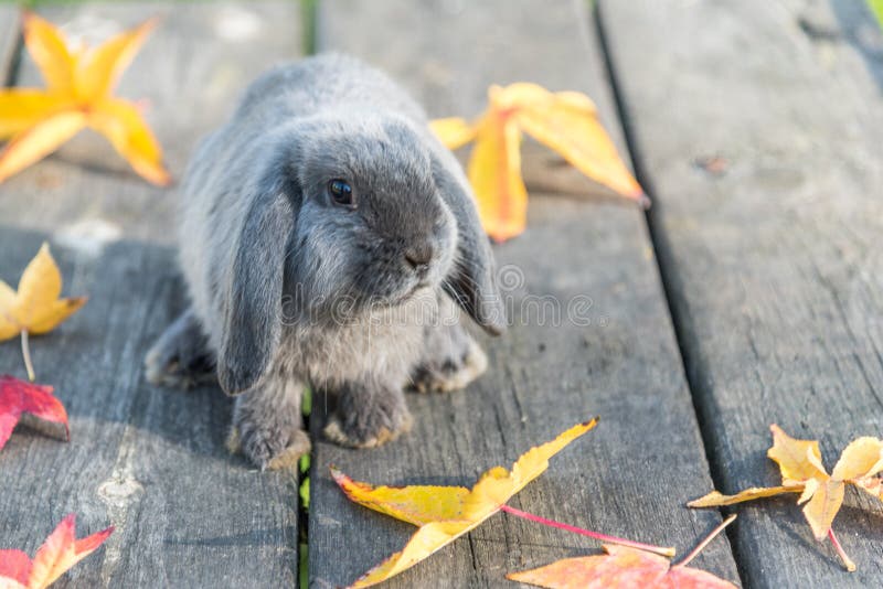 Rabbit, bunny outdoor stock photo. Image of bunny, grass - 88510452