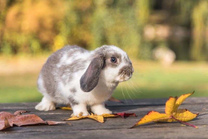 Rabbit, bunny outdoor stock photo. Image of hare, green - 88510566