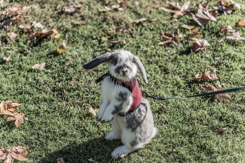 Rabbit, bunny outdoor stock image. Image of grass, nature - 88510587