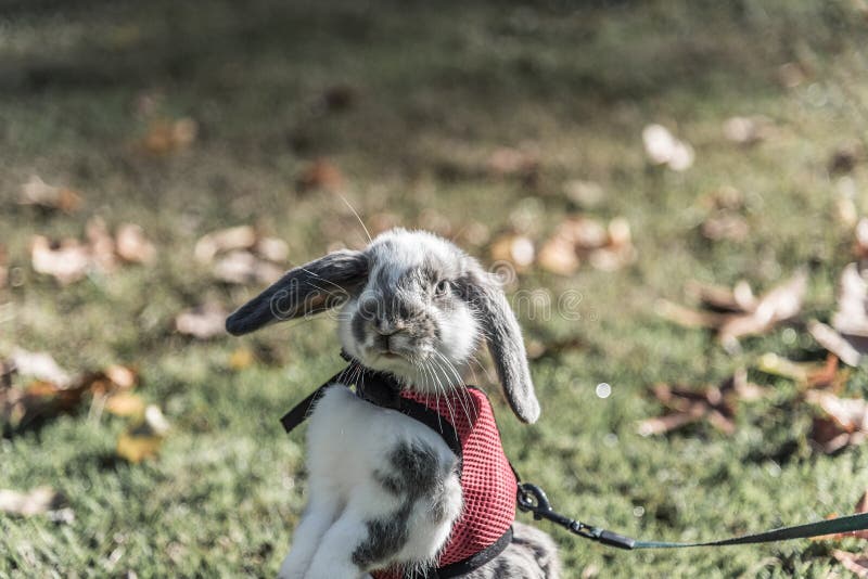 Rabbit, bunny outdoor stock image. Image of domestic - 88510779