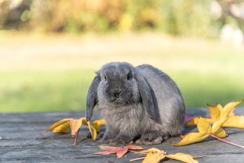 Rabbit, bunny outdoor stock photo. Image of spring, grass - 88510812