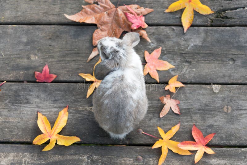 Rabbit, bunny outdoor stock photo. Image of bunny, hare - 88511486