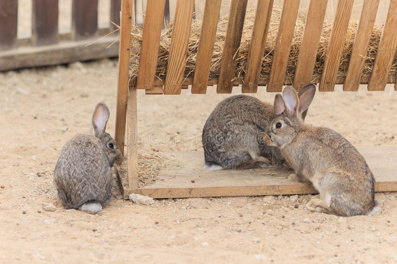 Rabbit Bunny on the Sand in a Paddock on a Summer Day Stock Image ...