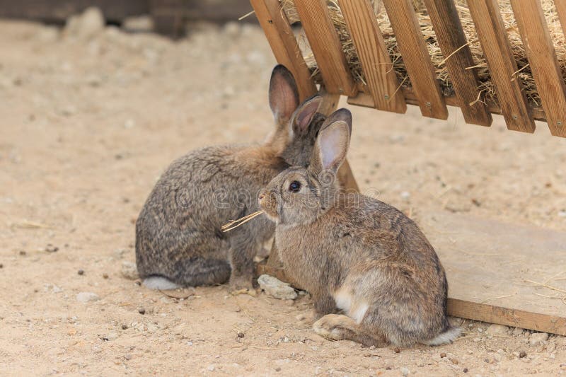Rabbit Bunny on the Sand in a Paddock on a Summer Day Stock Photo ...