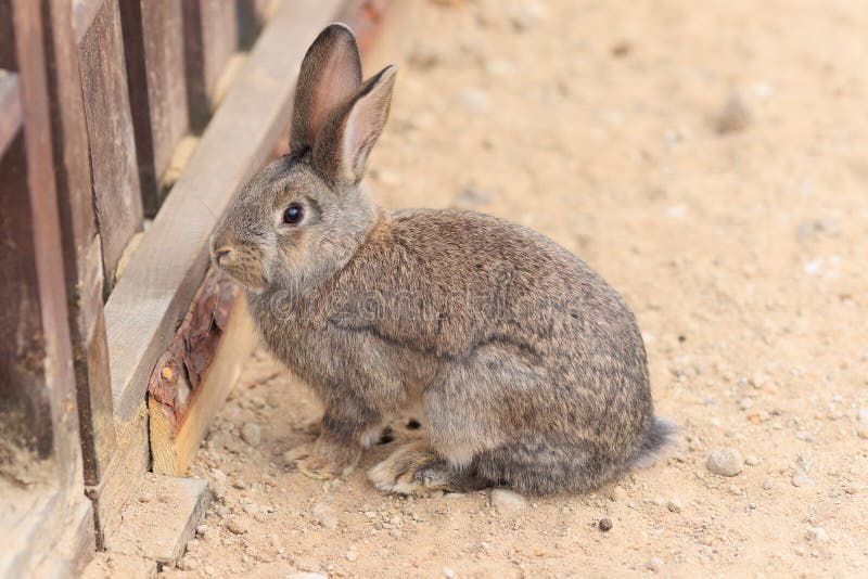 Rabbit Bunny on the Sand in a Paddock on a Summer Day Stock Photo ...