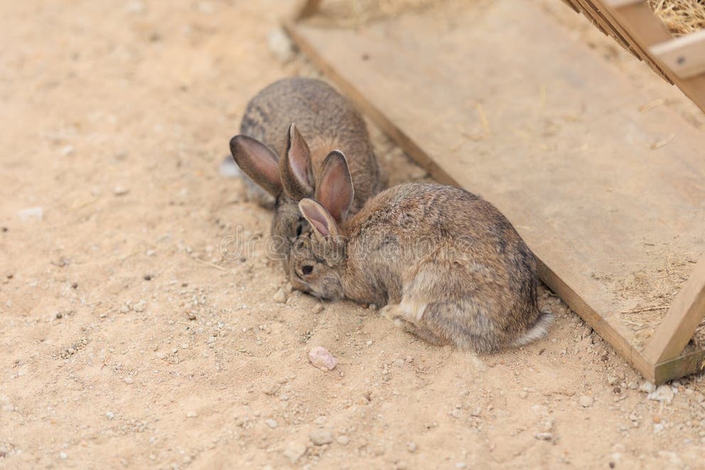 Rabbit Bunny on the Sand in a Paddock on a Summer Day Stock Image ...