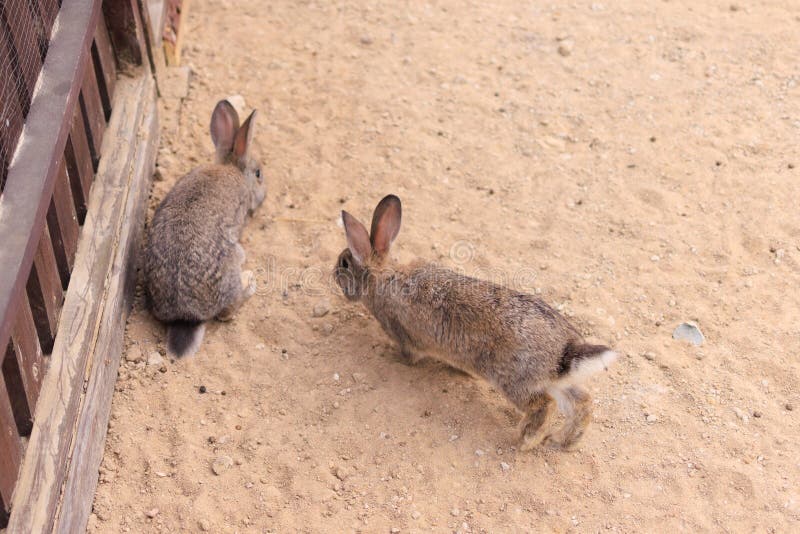Rabbit Bunny on the Sand in a Paddock on a Summer Day Stock Photo ...
