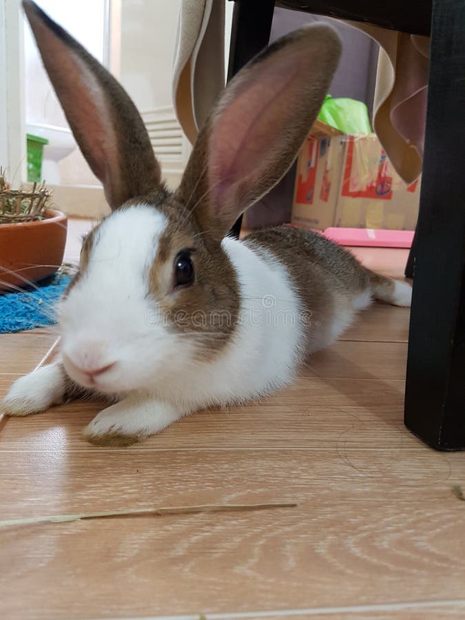 Rabbit bunny sitting stock photo. Image of rabbits, beauty - 138822082