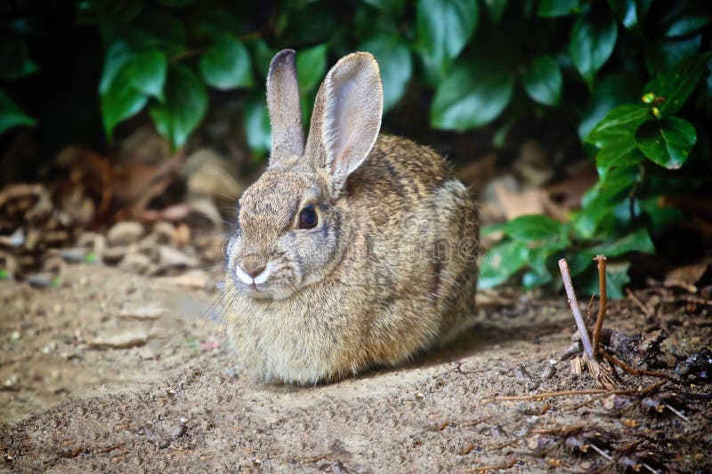 Rabbit bunny stock image. Image of rabbit, still, ears - 66115971