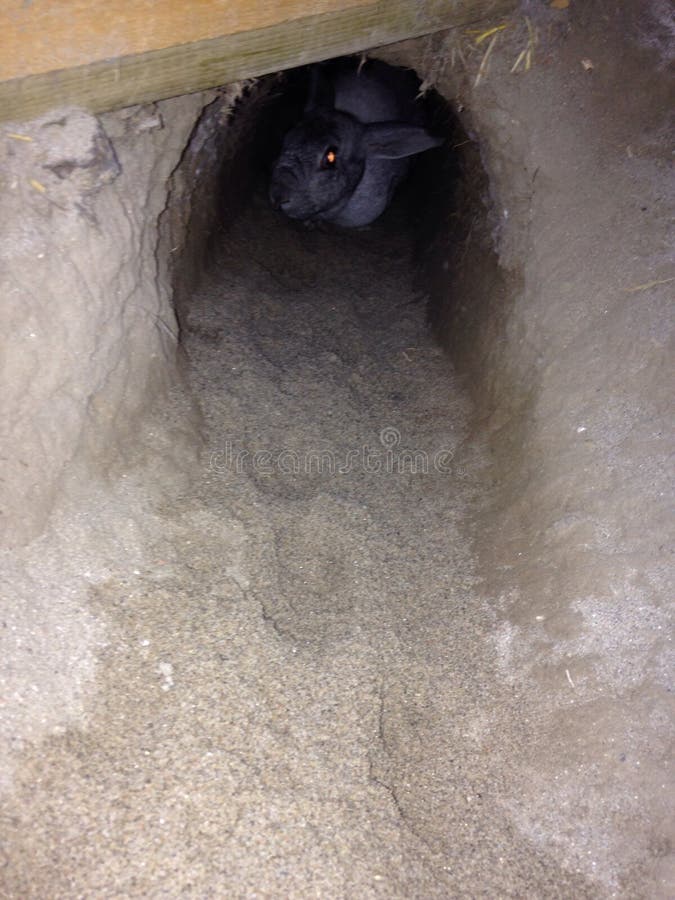 828 Rabbit Burrow Stock Photos - Free & Royalty-Free Stock Photos from ...