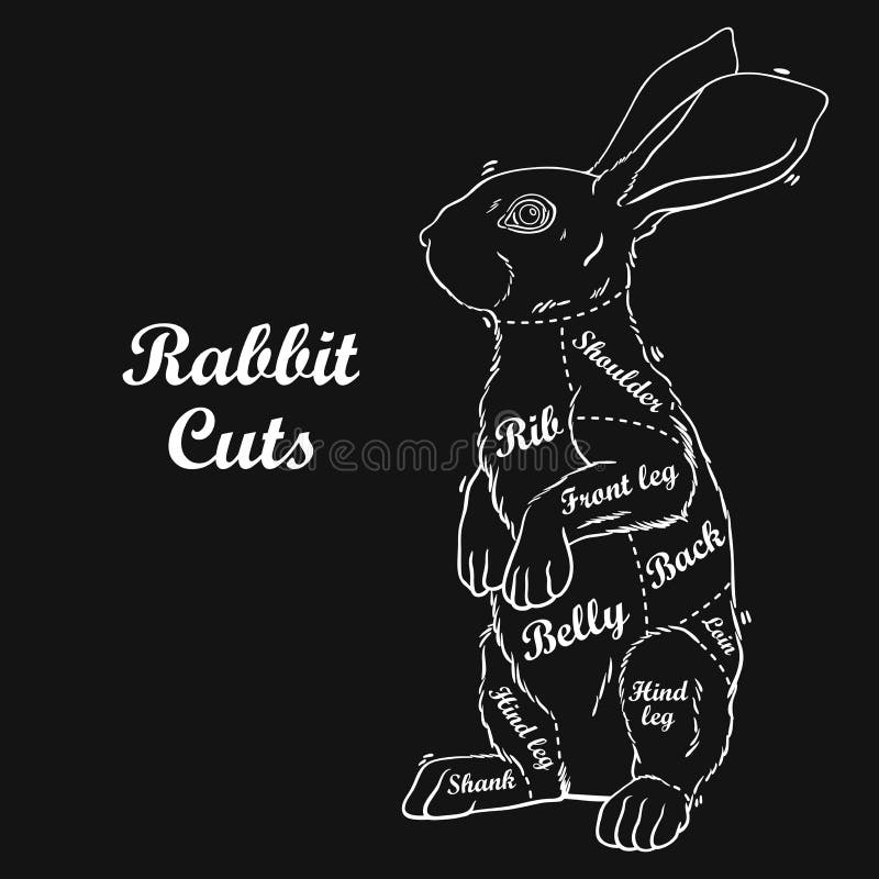Rabbit Diagram for the Butcher. Butcher Shop, Meat Vector Illustration ...