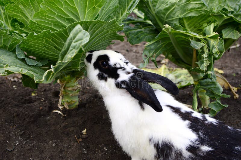 Rabbit and cabbage stock photo. Image of cole, feed, patchy - 16364388