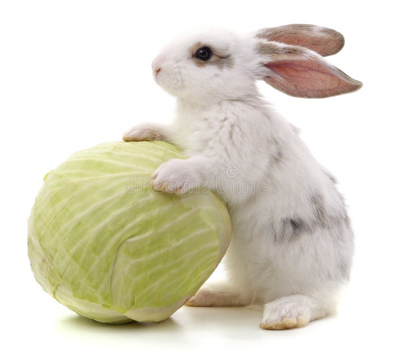 Rabbit and cabbage stock photo. Image of rabbit, pair - 301864818