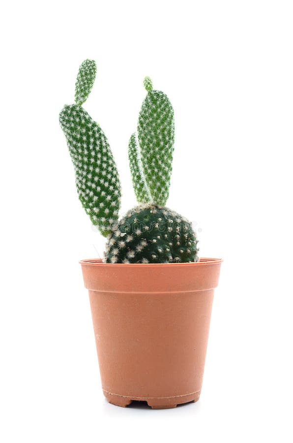 A Rabbit Cactus. stock image. Image of plant, isolated - 86375369