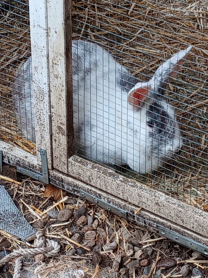 Rabbit in a cage stock photo. Image of wildlife, wood - 252854974