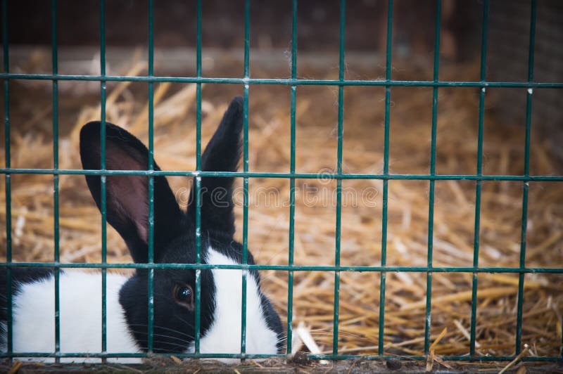 Rabbit in cage stock photo. Image of white, space, mammals - 28748488