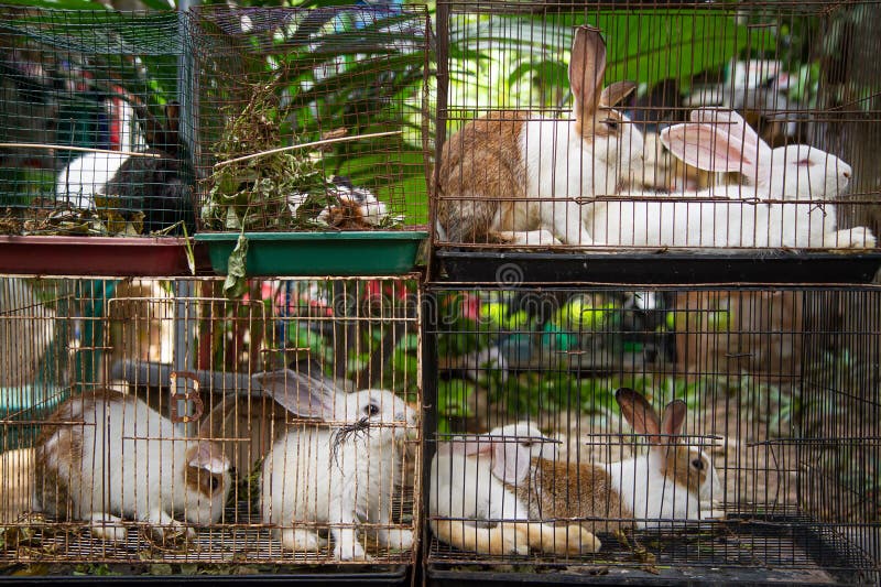 Rabbit in a Cage at Animal Market Stock Image - Image of small, grass ...