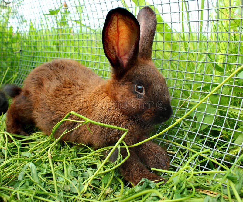 Rabbit in a cage stock image. Image of soft, european - 75193017