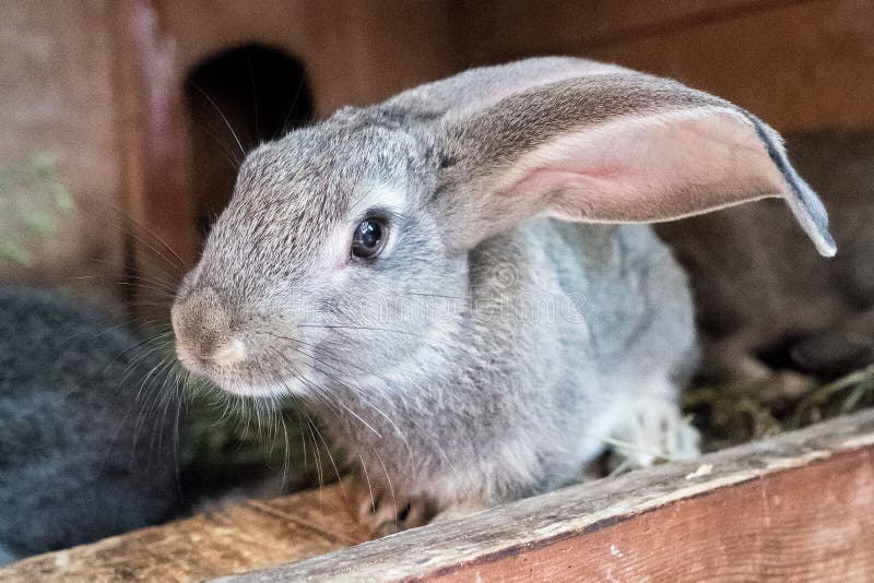 Rabbit in the Cage. Big Rabbit Ears Stock Photo - Image of breed ...