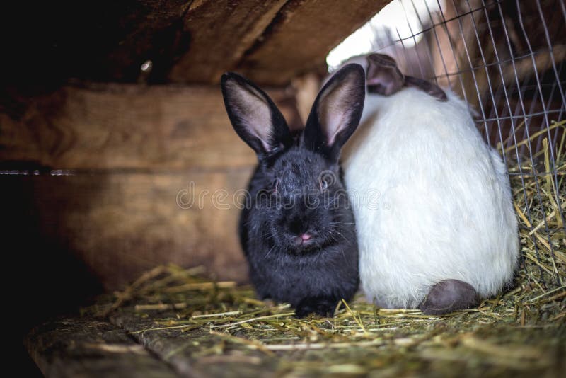 Rabbit in the Cage. Breeding of Domestic Animals. Stock Photo - Image ...